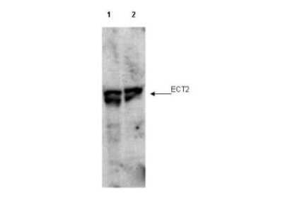 ECT2 [p Thr790] Antibody (NBP1-77939): Novus Biologicals